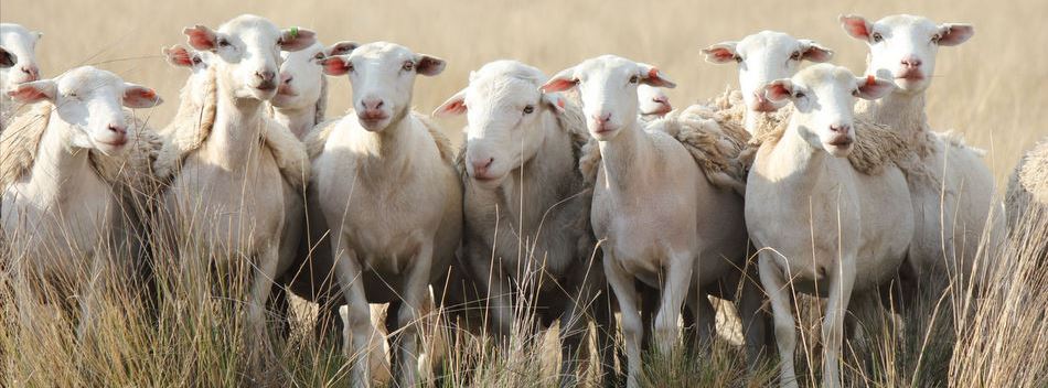 Australian Dorper & Australian White Sheep – Cluny Livestock Exports ...