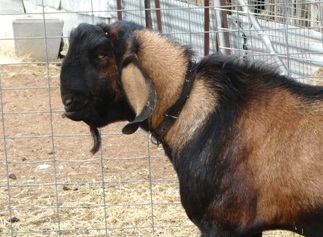 Australian Dairy Goats – Cluny Livestock Exports Pty Ltd