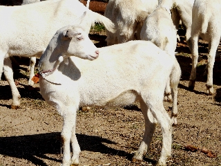 Australian Dairy Goats – Cluny Livestock Exports Pty Ltd