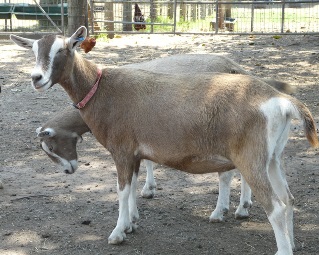 Australian Dairy Goats – Cluny Livestock Exports Pty Ltd