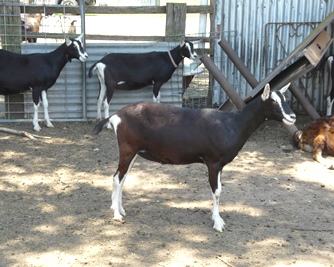 Australian Dairy Goats – Cluny Livestock Exports Pty Ltd