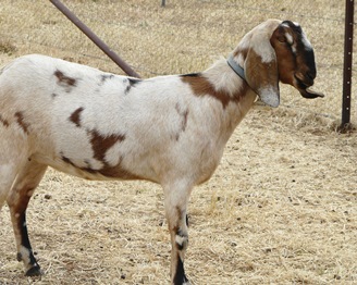 Australian Dairy Goats – Cluny Livestock Exports Pty Ltd
