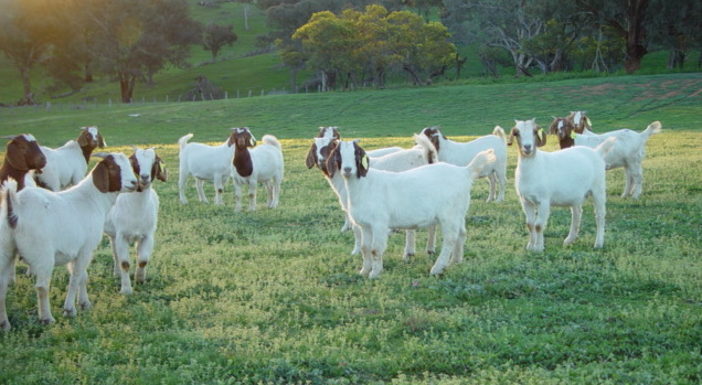 Australian Boer Goat – Cluny Livestock Exports Pty Ltd