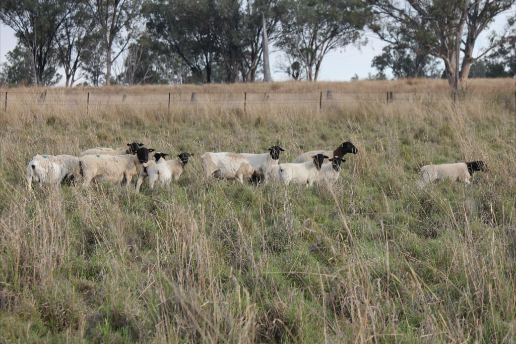 Australian Dorper & Australian White Sheep – Cluny Livestock Exports ...