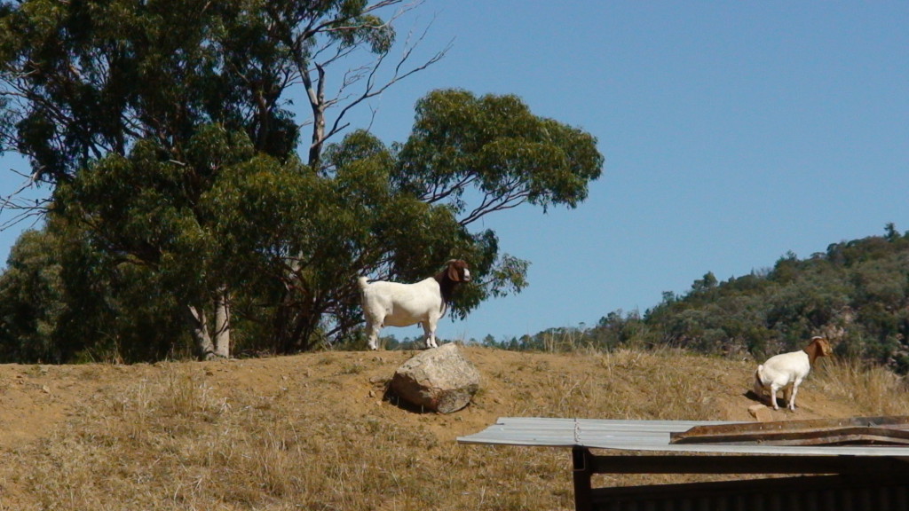 Australian Boer Goat – Cluny Livestock Exports Pty Ltd
