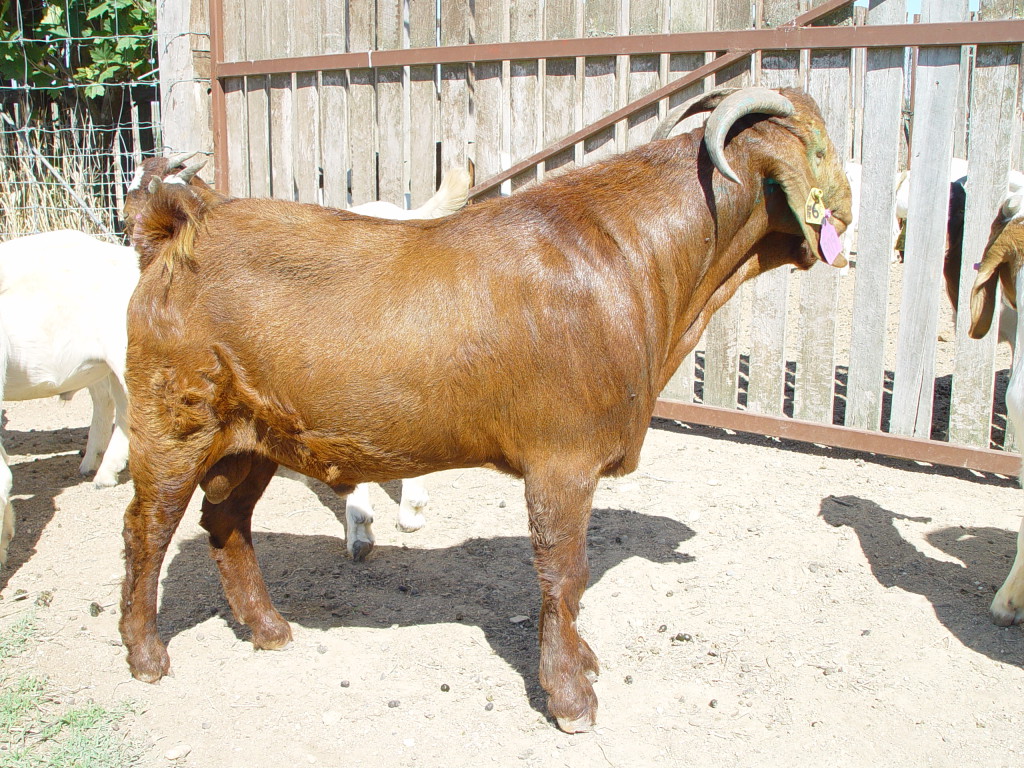 Australian Boer Goat – Cluny Livestock Exports Pty Ltd