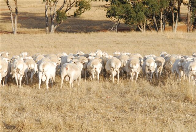 Australian Dorper & Australian White Sheep – Cluny Livestock Exports ...