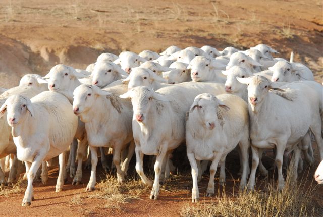Australian Dorper & Australian White Sheep – Cluny Livestock Exports ...
