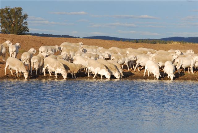 Australian Dorper & Australian White Sheep – Cluny Livestock Exports ...