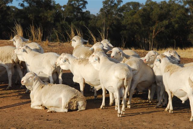 Australian Dorper & Australian White Sheep – Cluny Livestock Exports ...