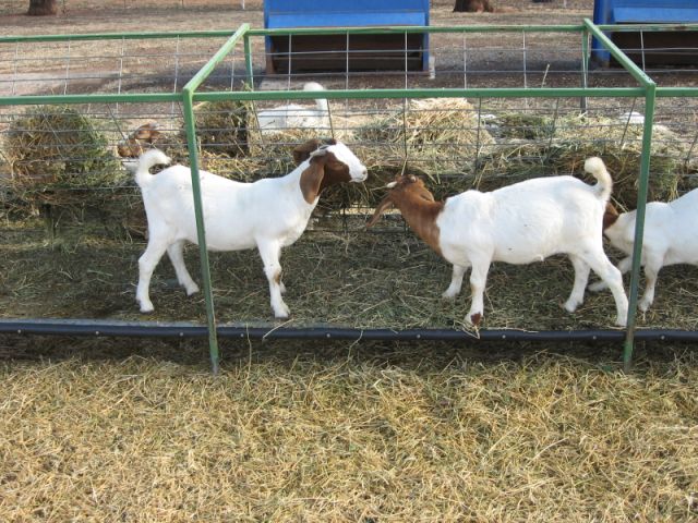 Australian Boer Goat – Cluny Livestock Exports Pty Ltd