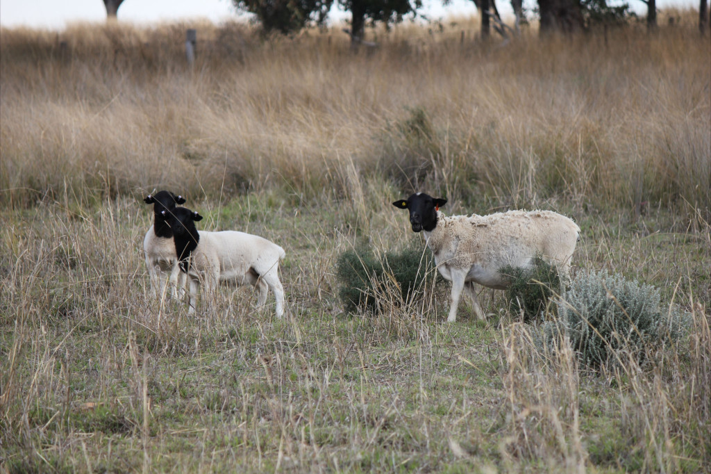 Australian Dorper & Australian White Sheep – Cluny Livestock Exports ...