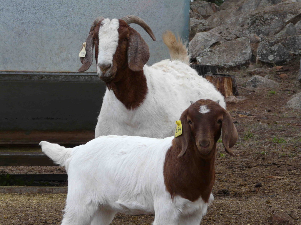 Australian Boer Goat – Cluny Livestock Exports Pty Ltd