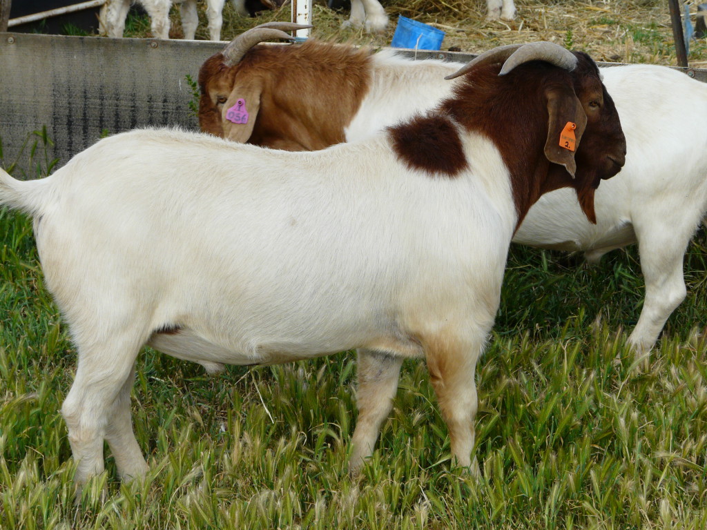 Congratulations UAE – Boer Goats – Cluny Livestock Exports Pty Ltd