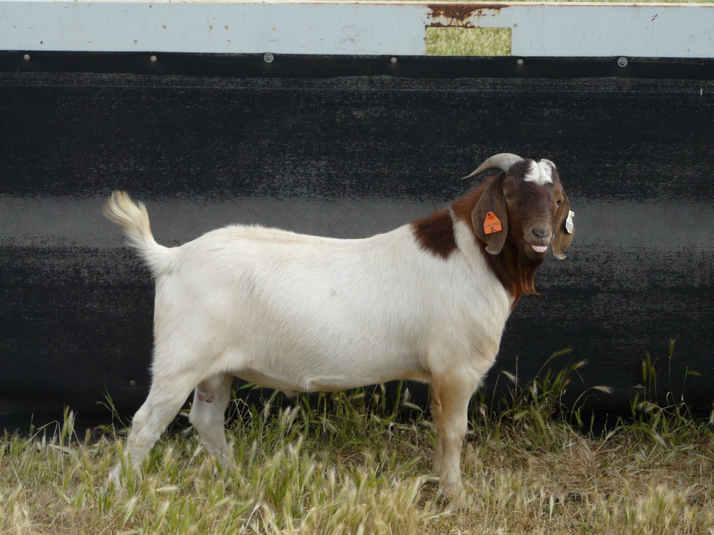 Australian Boer Goat – Cluny Livestock Exports Pty Ltd