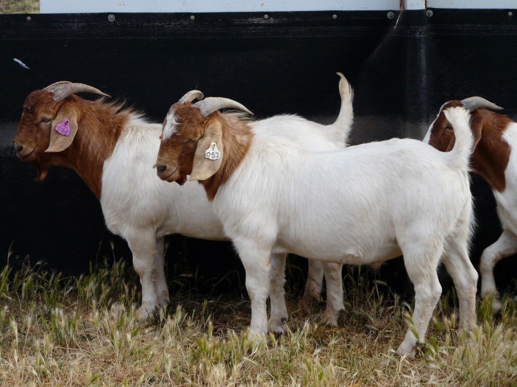 Australian Boer Goat – Cluny Livestock Exports Pty Ltd