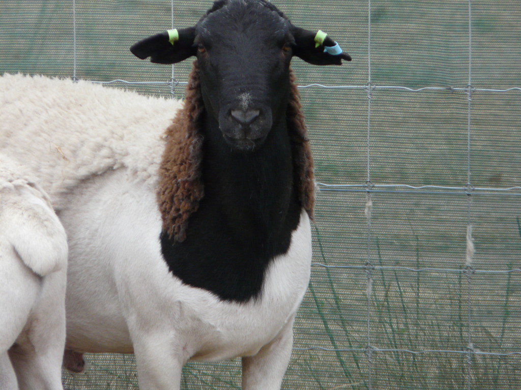 Australian Dorper & Australian White Sheep – Cluny Livestock Exports ...