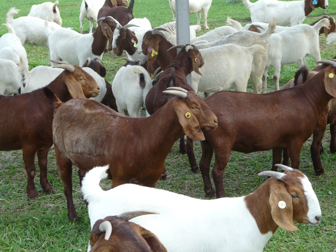 Australian Boer Goat – Cluny Livestock Exports Pty Ltd