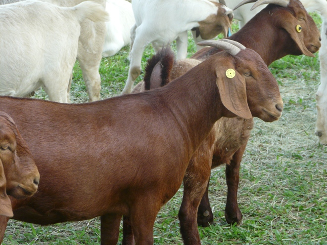 Australian Boer Goat – Cluny Livestock Exports Pty Ltd