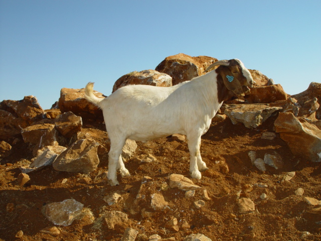 Australian Boer Goat – Cluny Livestock Exports Pty Ltd