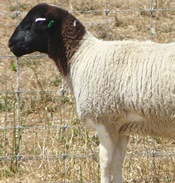 Australian Dorper & Australian White Sheep – Cluny Livestock Exports ...