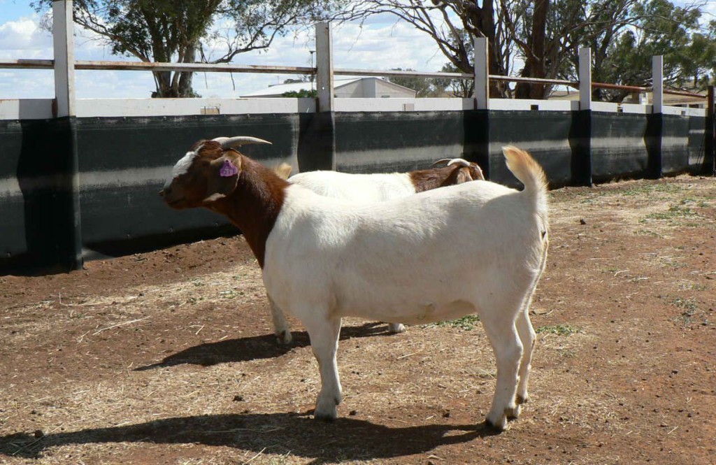 Australian Boer Goat – Cluny Livestock Exports Pty Ltd