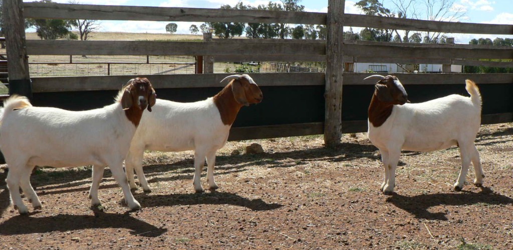Australian Boer Goat – Cluny Livestock Exports Pty Ltd