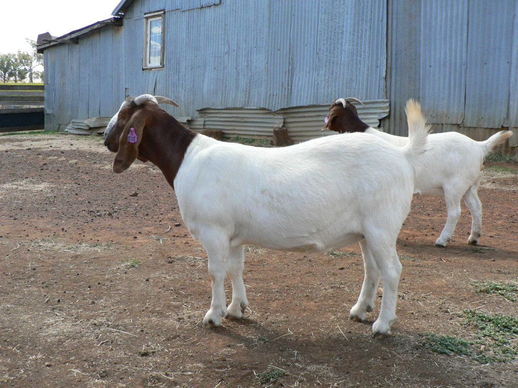 Australian Boer Goat – Cluny Livestock Exports Pty Ltd