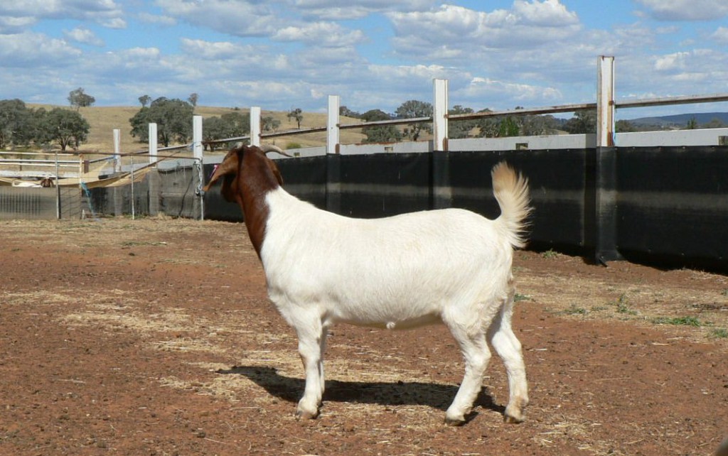 Australian Boer Goat – Cluny Livestock Exports Pty Ltd