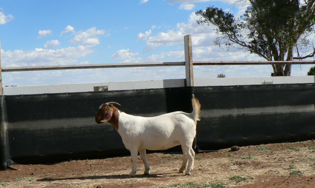 Australian Boer Goat – Cluny Livestock Exports Pty Ltd
