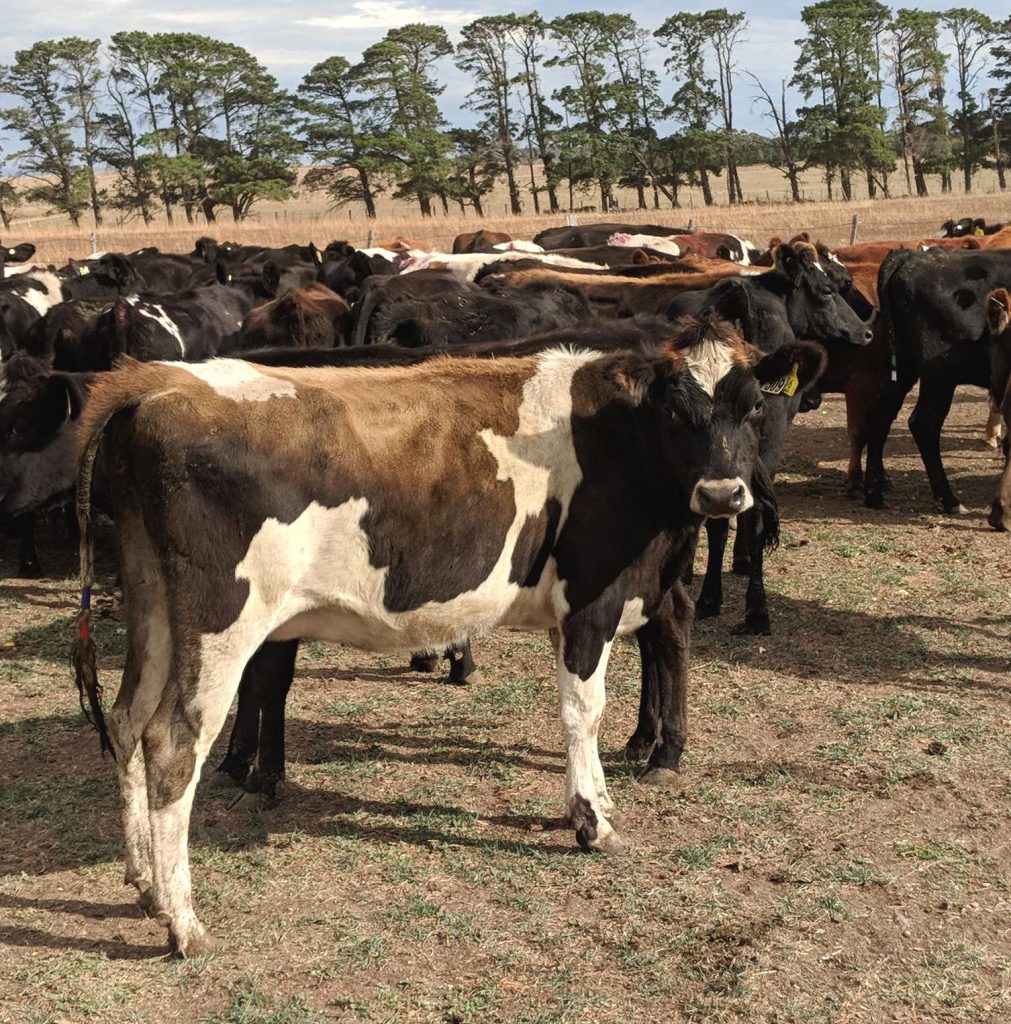 May 7th 2018 Jersey x Holsteins & Jersey x Ayreshire Crossbreds ...